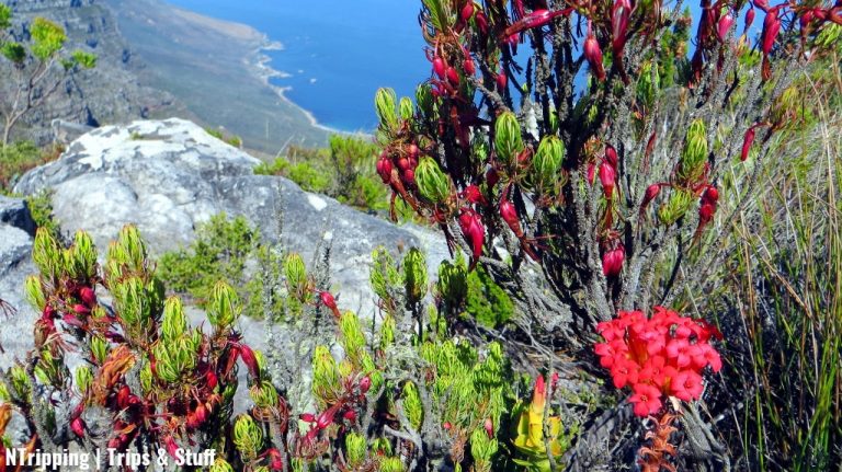 15 Stunning Facts About Table Mountain, South Africa