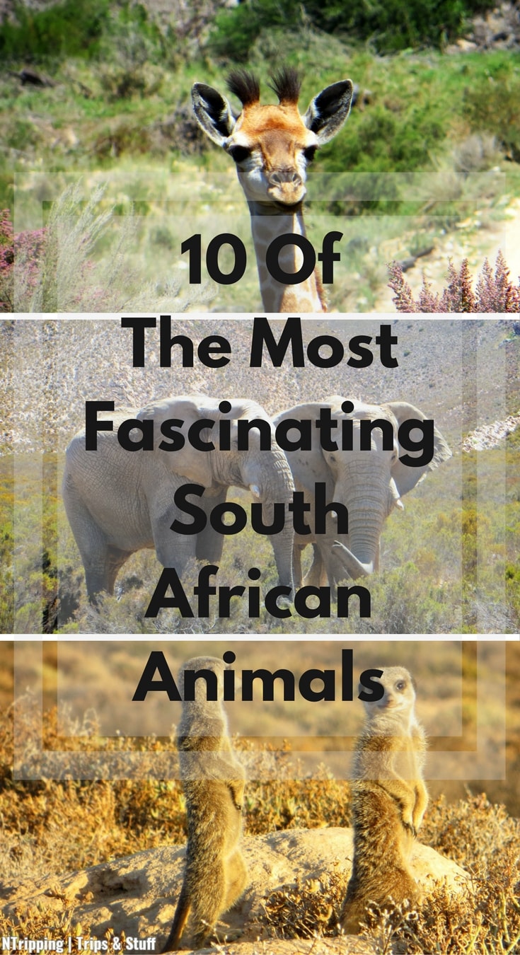 10 Of The Most Fascinating South African Animals To Encounter